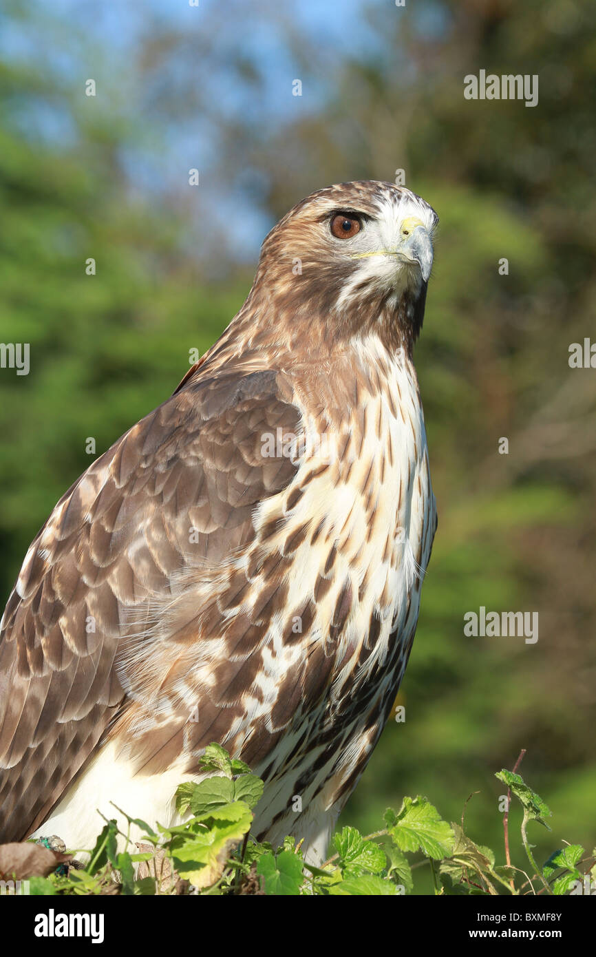 Red Tailed Buzzard Stock Photo - Alamy