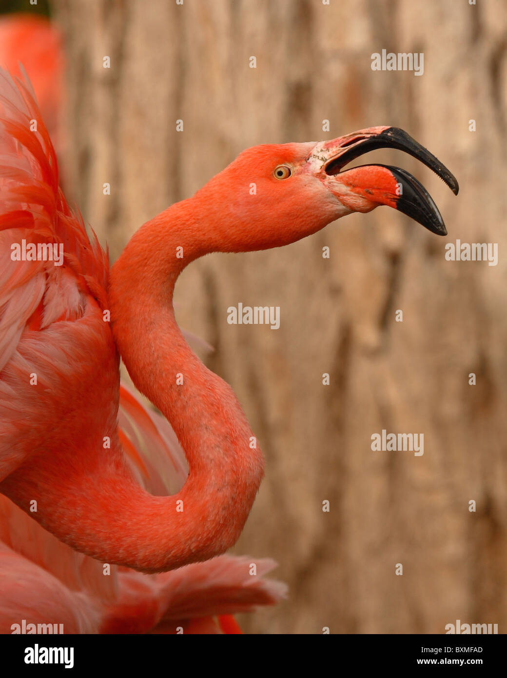 A Greater Flamingo calling while looking back Stock Photo - Alamy