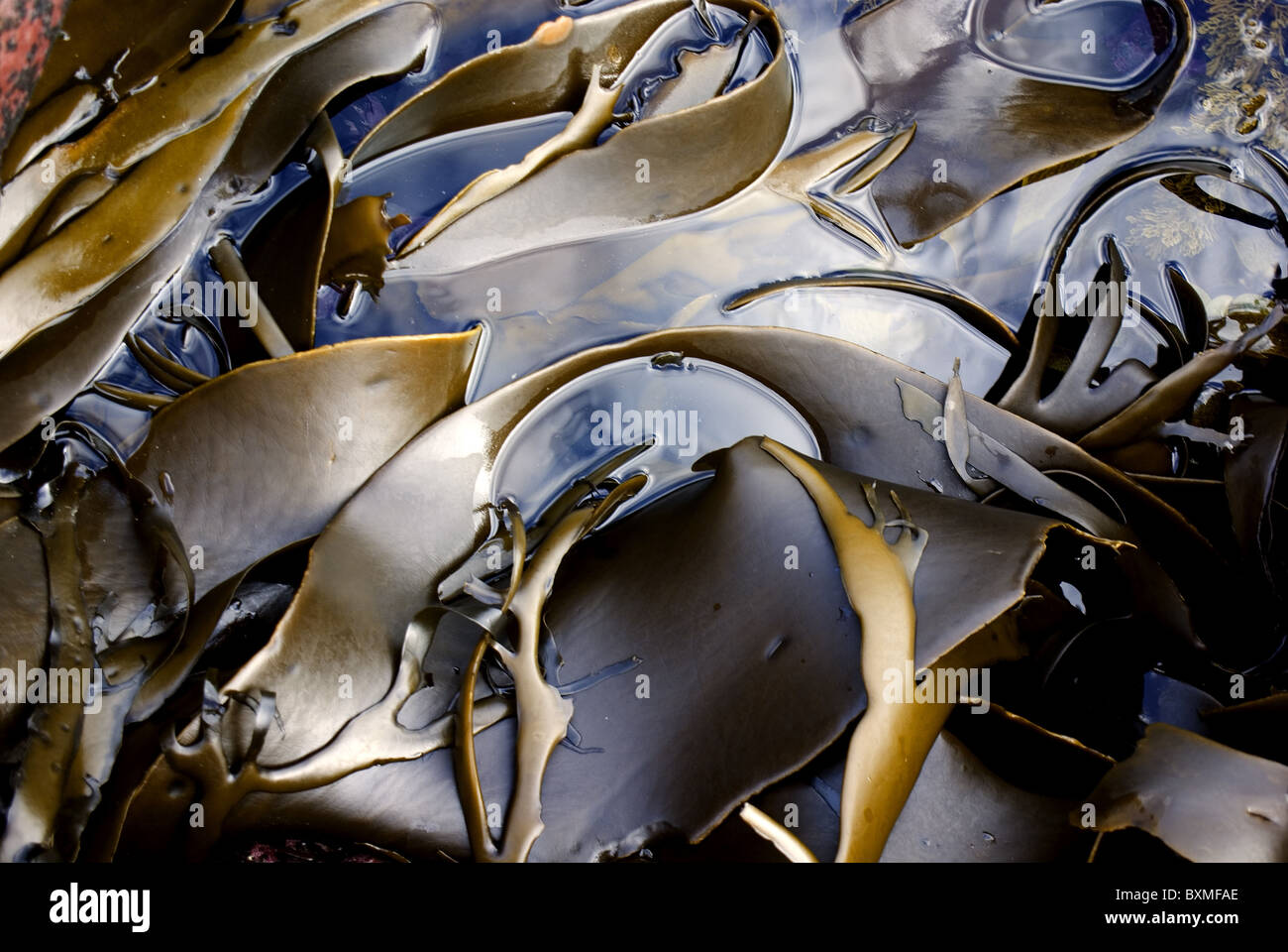 seaweed at red rocks,wellington,new zealand Stock Photo - Alamy