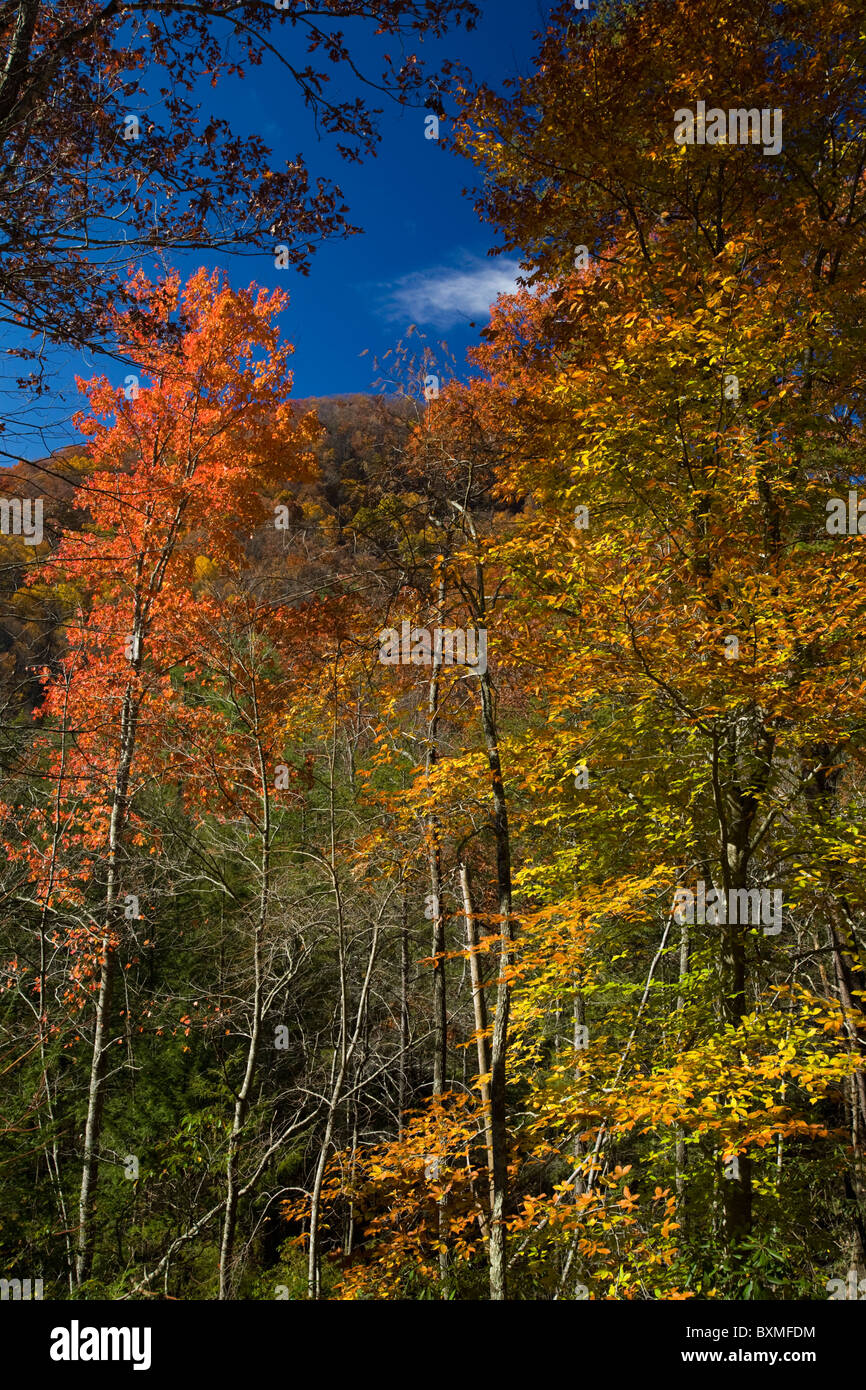 Autumn Color, Hwy 32 near Cosby, Tennessee Stock Photo - Alamy