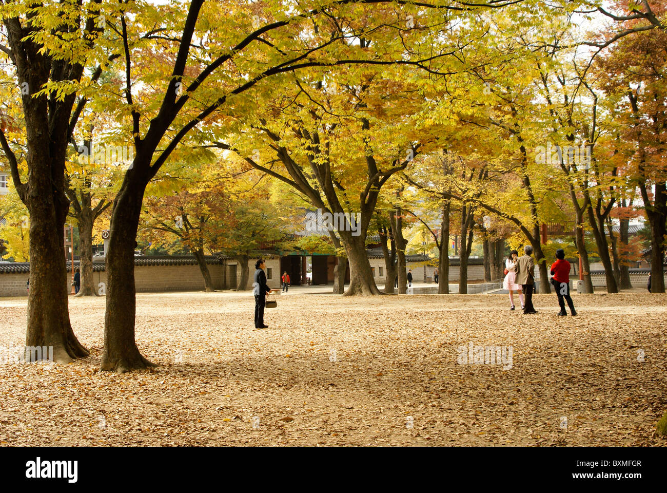 Fall color in park in Jeonju Hanok Village, South Korea Stock Photo - Alamy