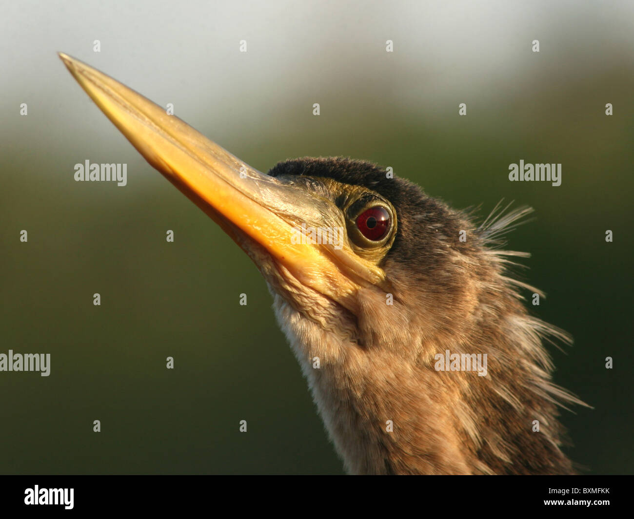 A Common Anhinga with a sharp stare Stock Photo - Alamy