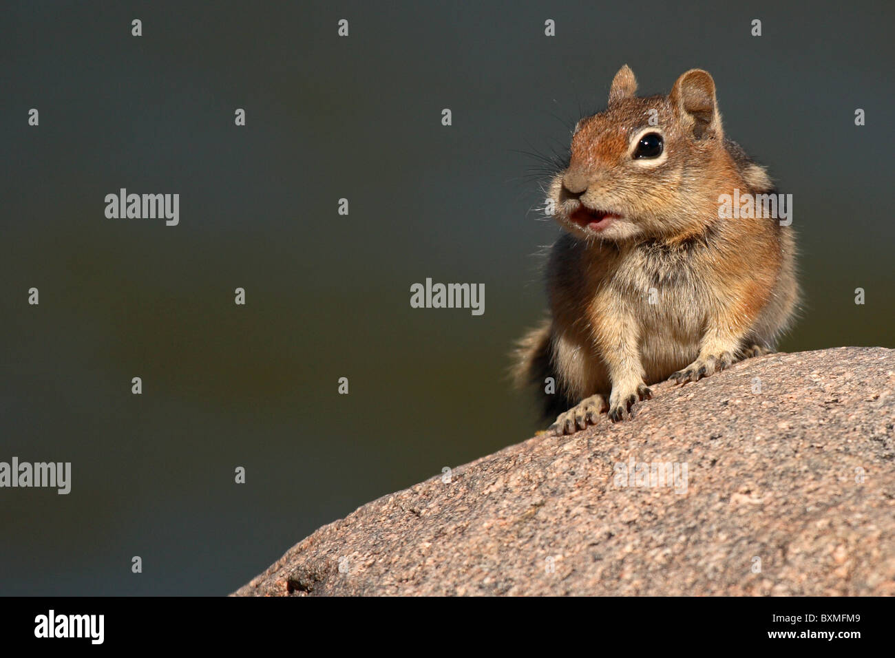A Golden-mantled Ground Squirrel calling with full cheeks Stock Photo ...
