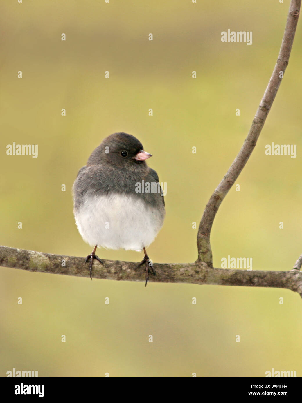 Male junco hi-res stock photography and images - Alamy