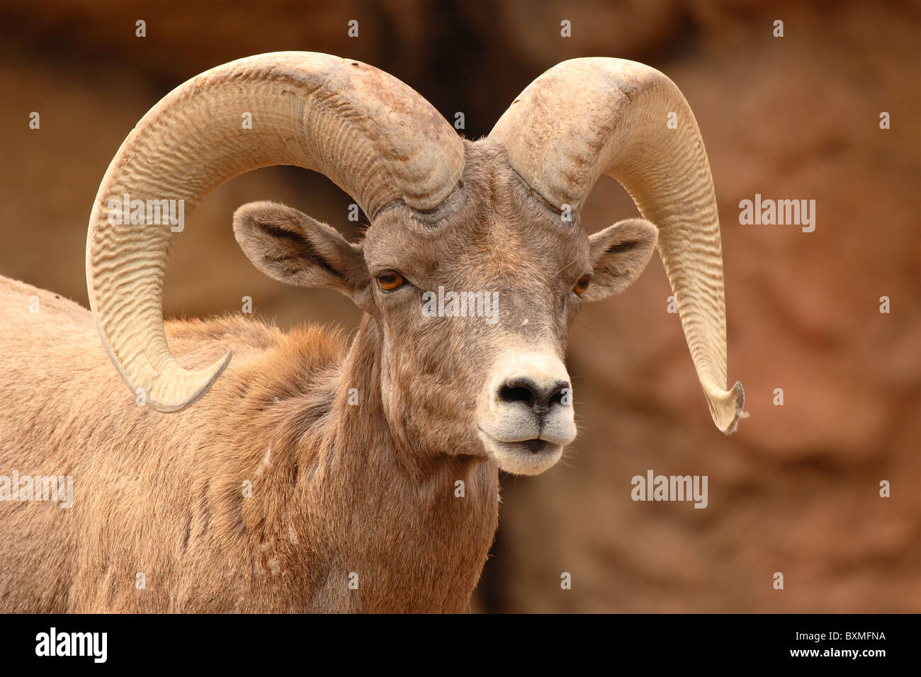 Curling ram horns hi-res stock photography and images - Alamy