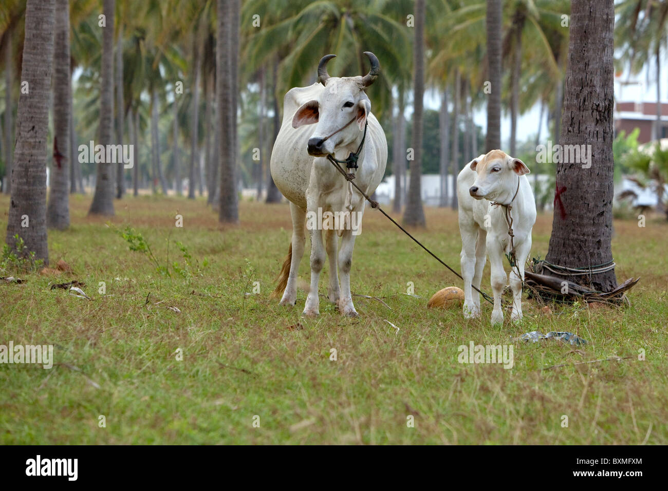 In a coconut plantation hi-res stock photography and images - Alamy
