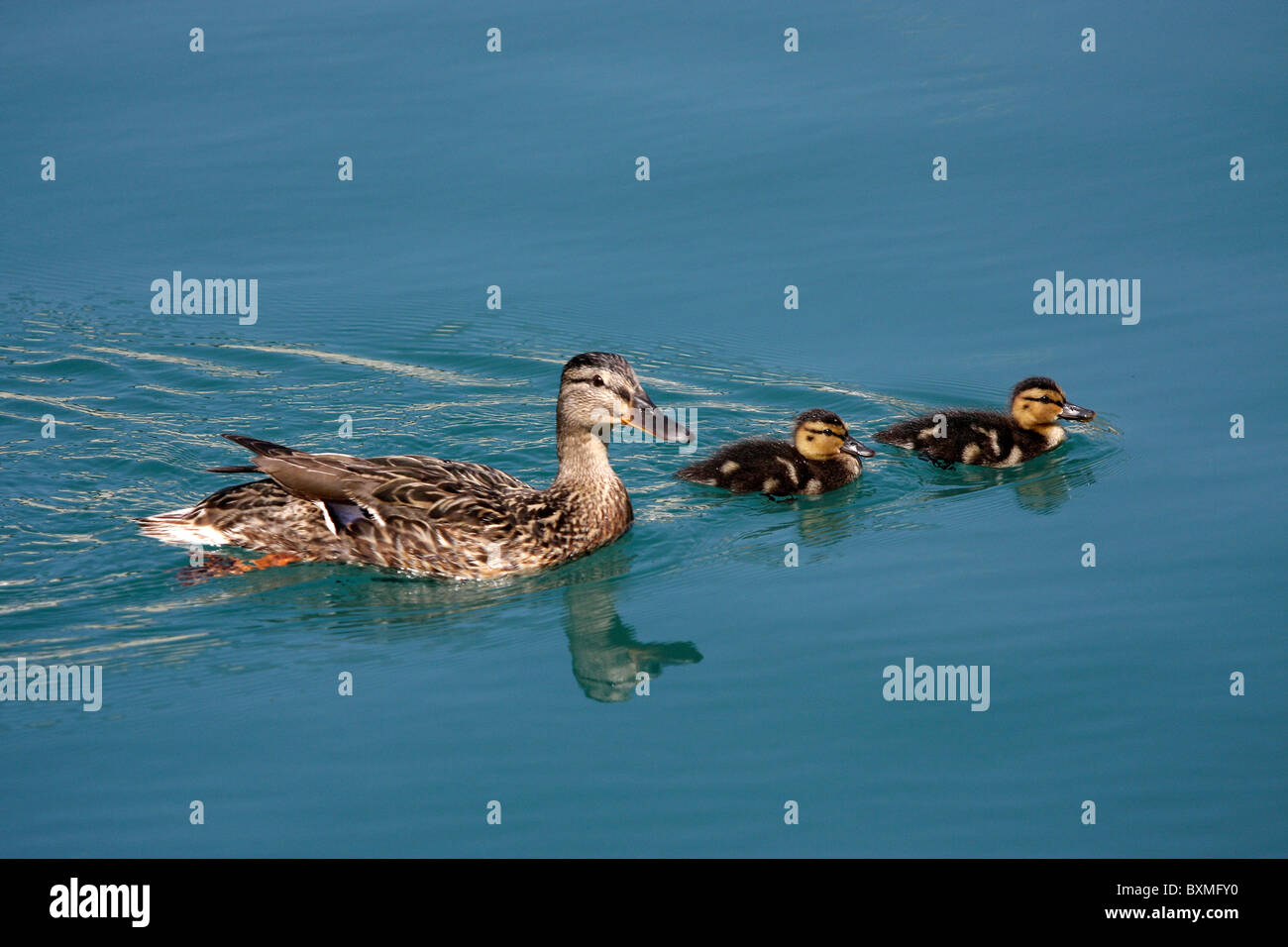 Kids Love Animals High Resolution Stock Photography and Images - Alamy