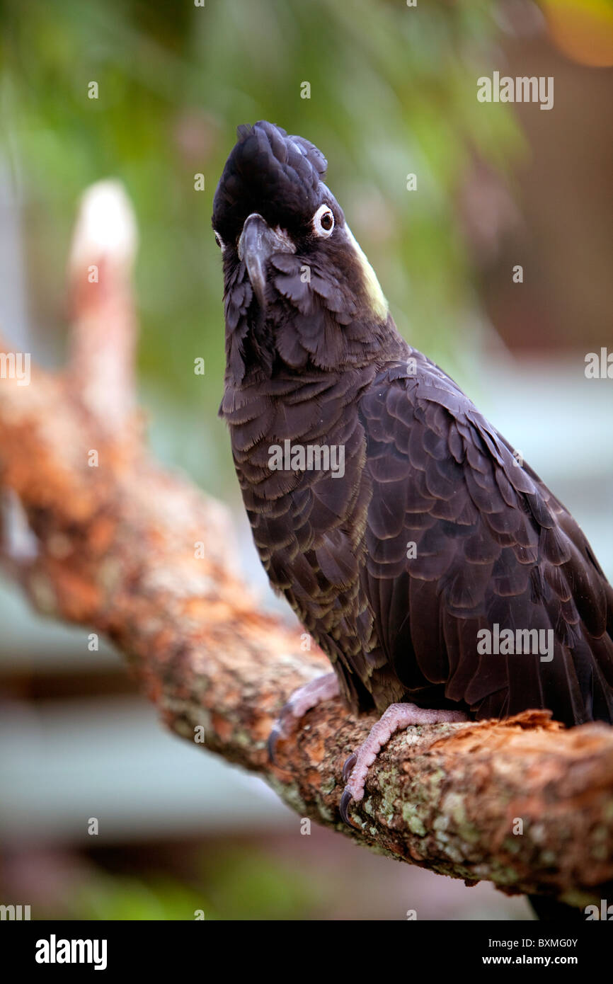 short billed black cockatoo staring Stock Photo - Alamy