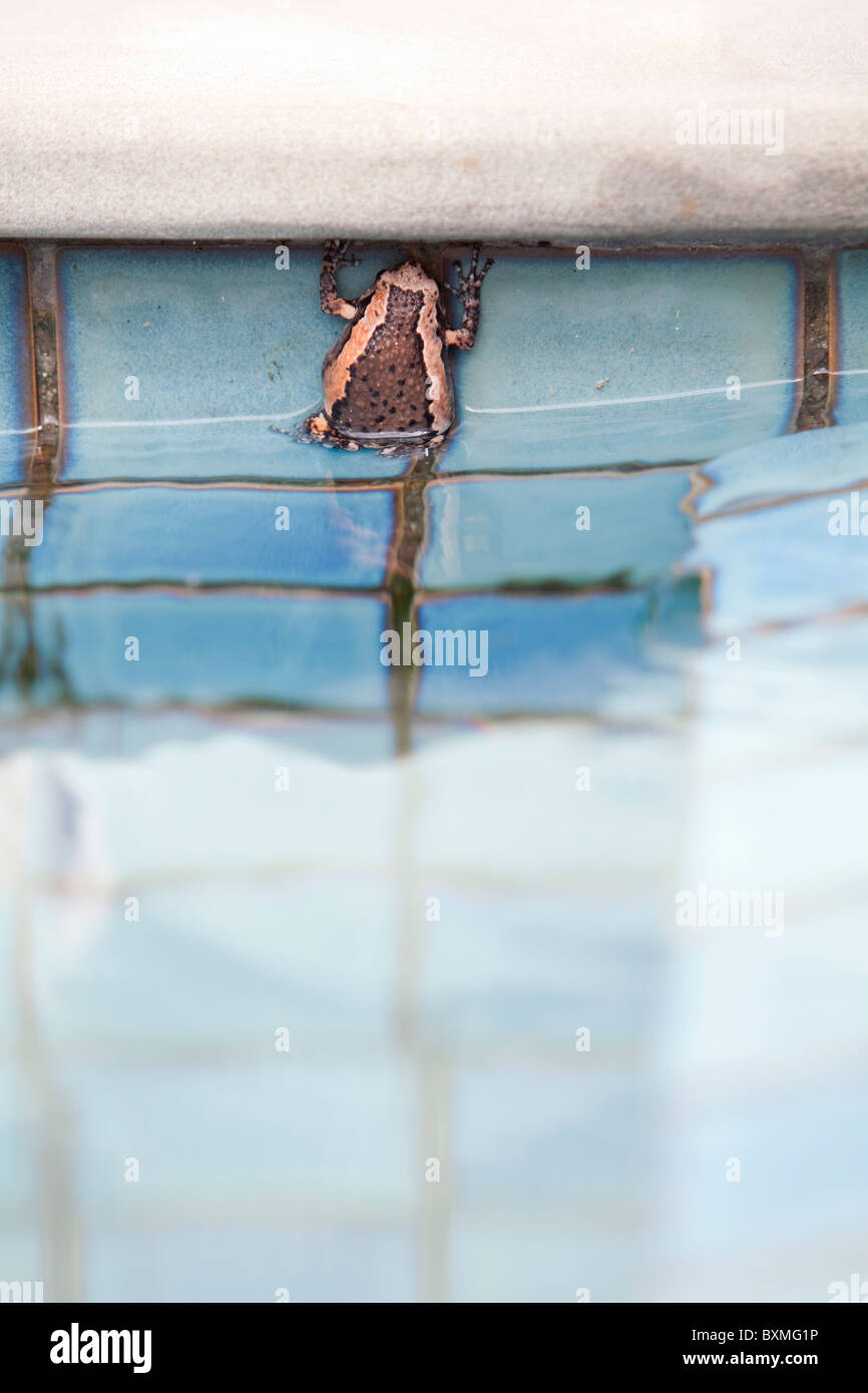 Frog in swimming pool hi-res stock photography and images - Alamy