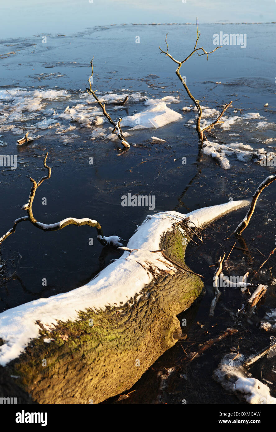 Semi submerged tree hi-res stock photography and images - Alamy