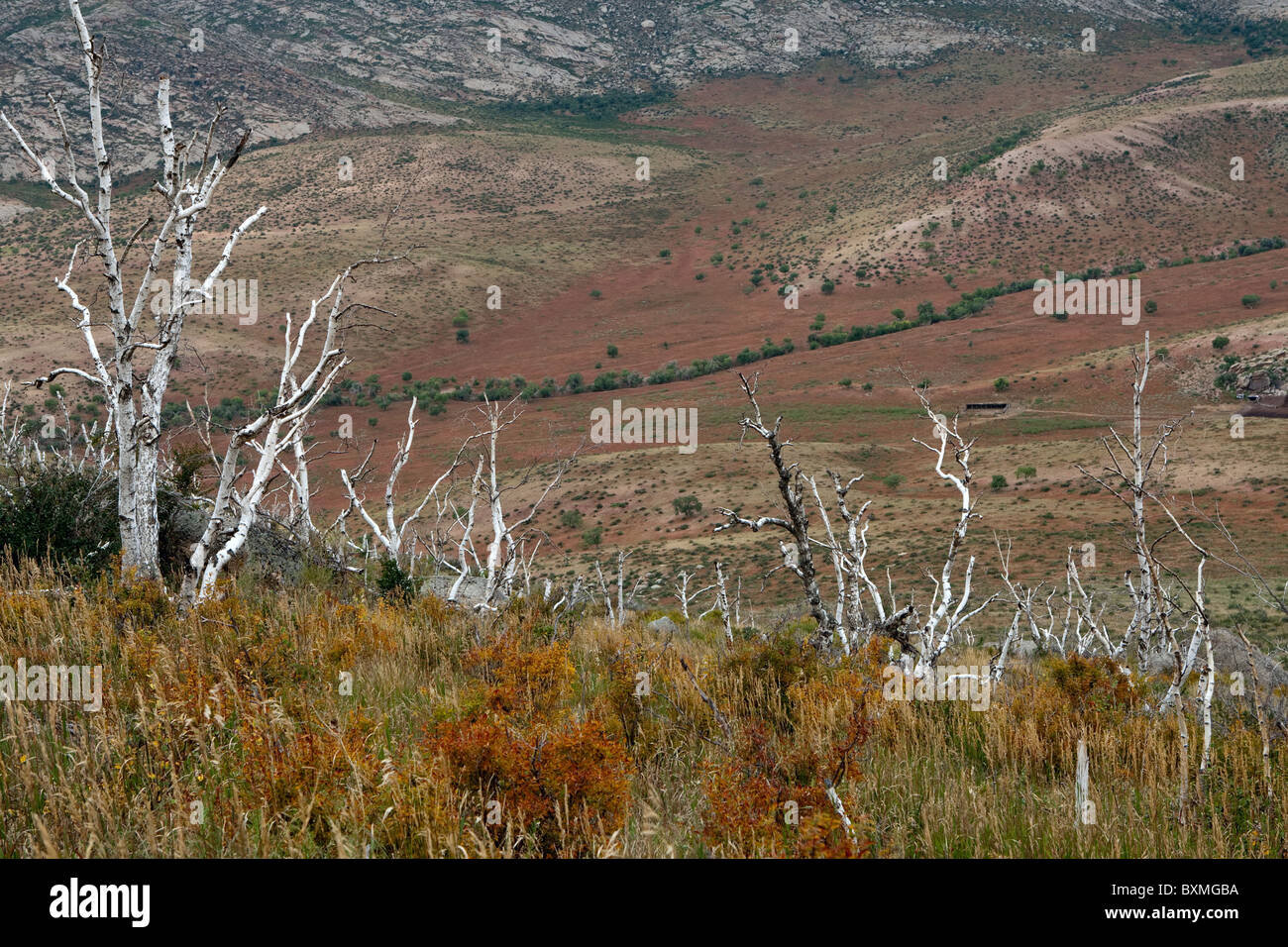 Grassland and gobi hi-res stock photography and images - Alamy