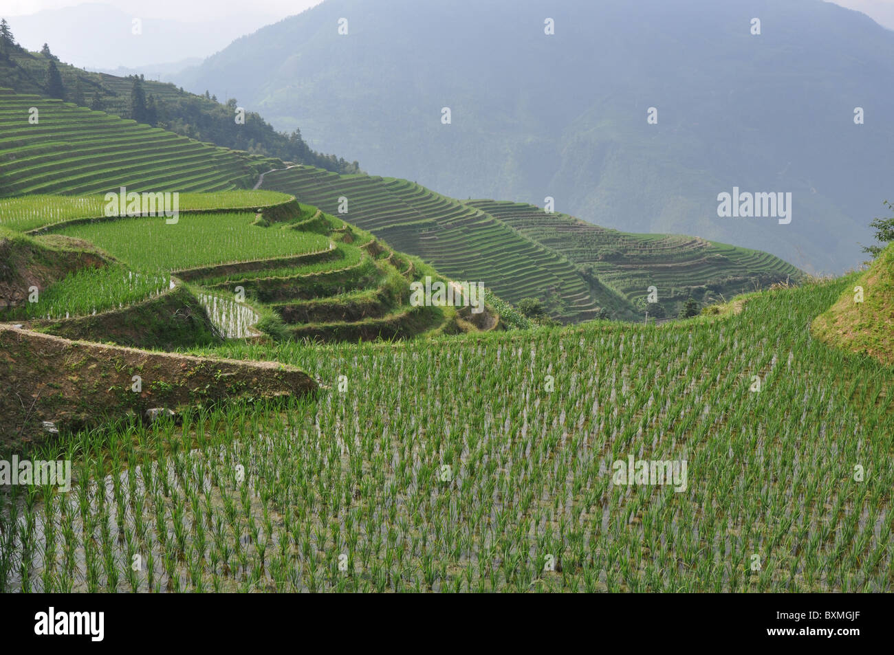 The spectacular Rice Terraces at Longji Titian, Guilin area, Southern ...