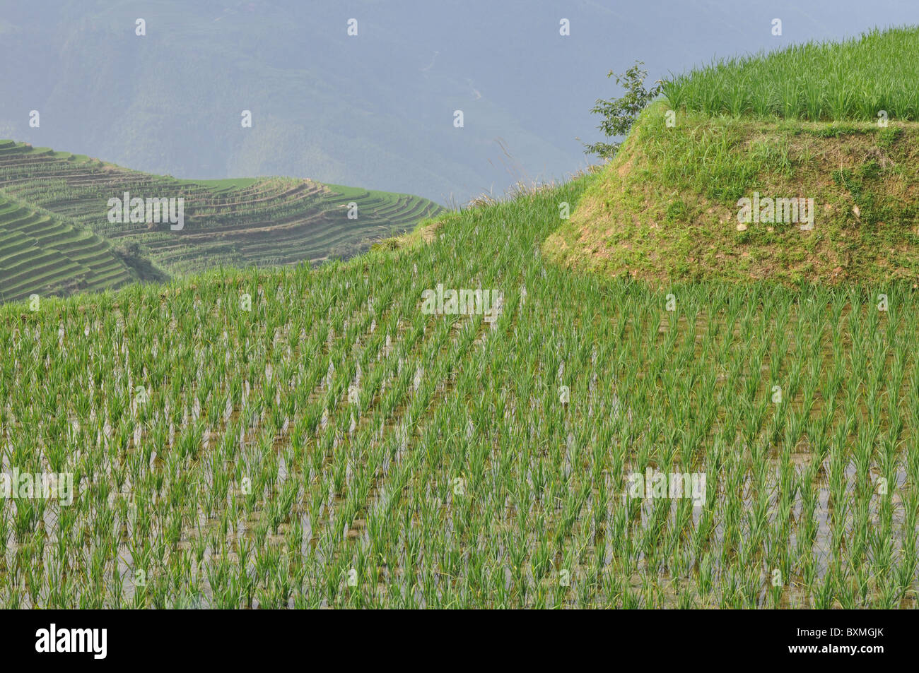 The spectacular Rice Terraces at Longji Titian, Guilin area, Southern ...