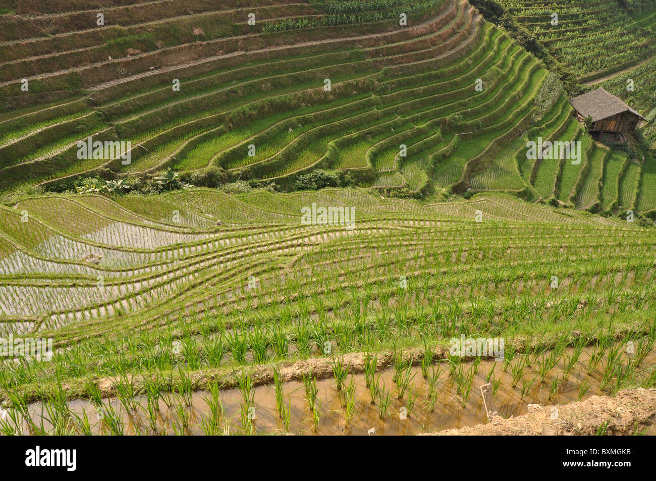 The spectacular Rice Terraces at Longji Titian, Guilin area, Southern ...