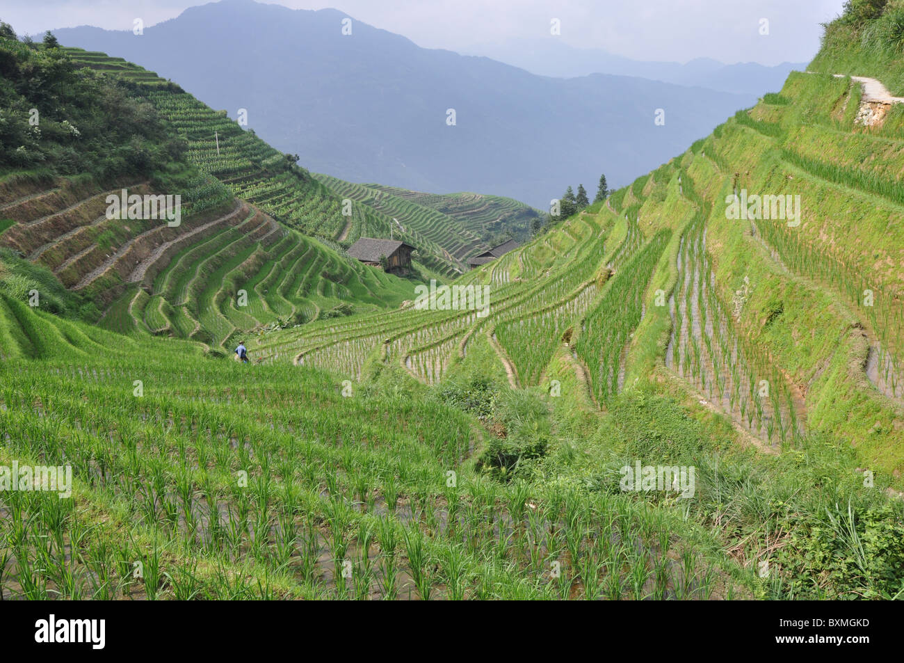 The spectacular Rice Terraces at Longji Titian, Guilin area, Southern ...
