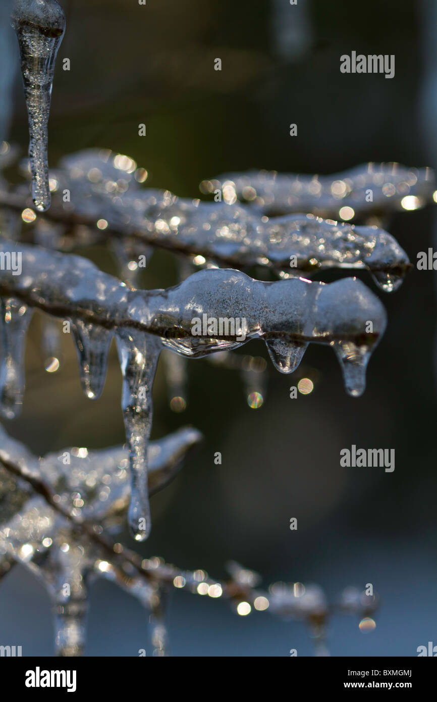 Winter in the forest, icicles form on tree branches Stock Photo - Alamy