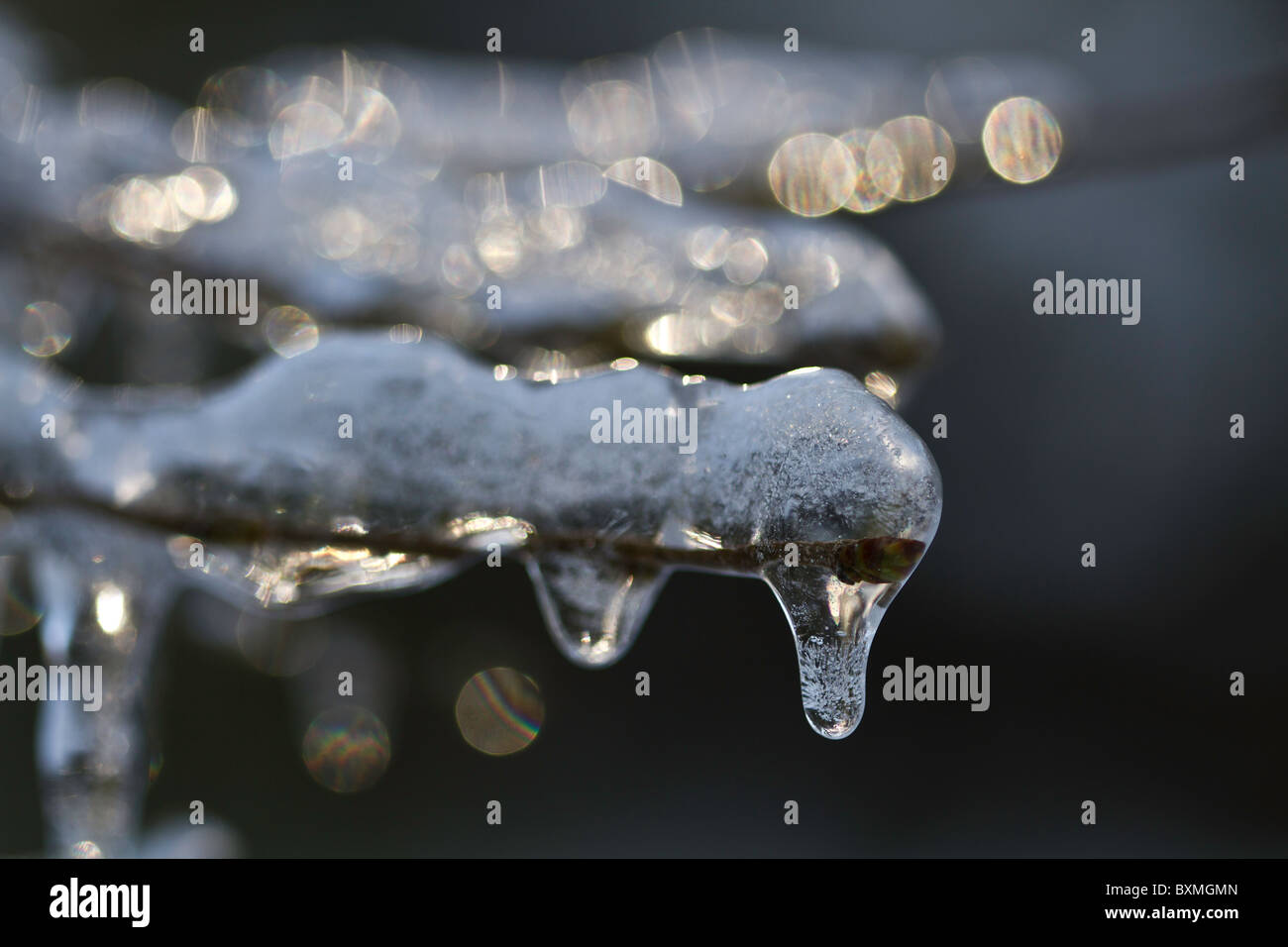 Winter in the forest, icicles form on tree branches Stock Photo - Alamy
