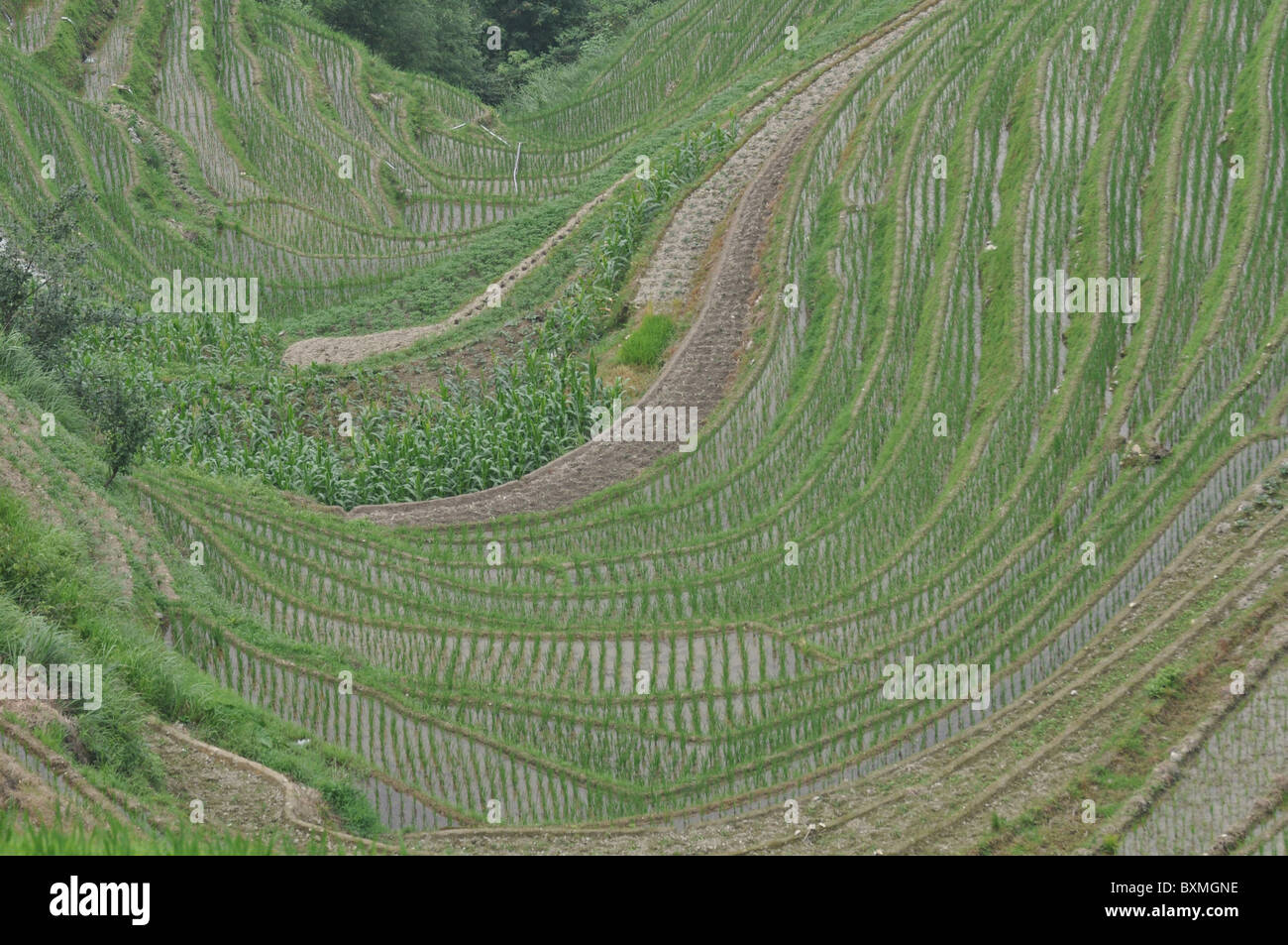 The spectacular Rice Terraces at Longji Titian, Guilin area, Southern ...
