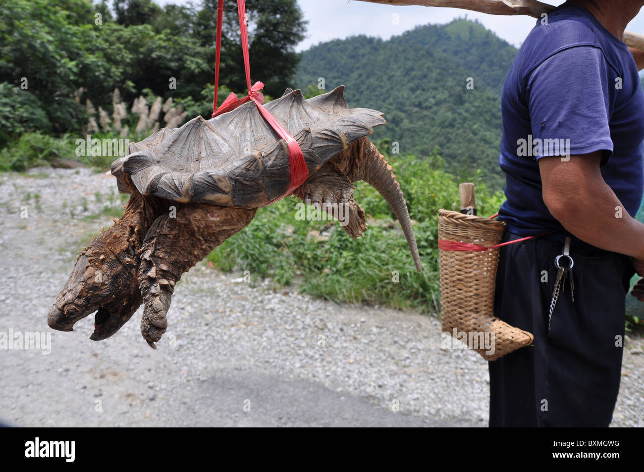 A Chinese man is bringing home the catch of the day; a big turtle ...