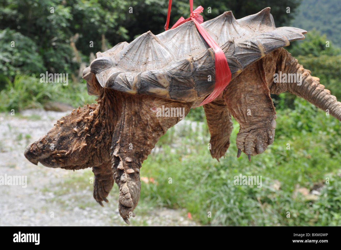 Catch of the day; a big turtle. Guilin area, Southern China Stock Photo ...