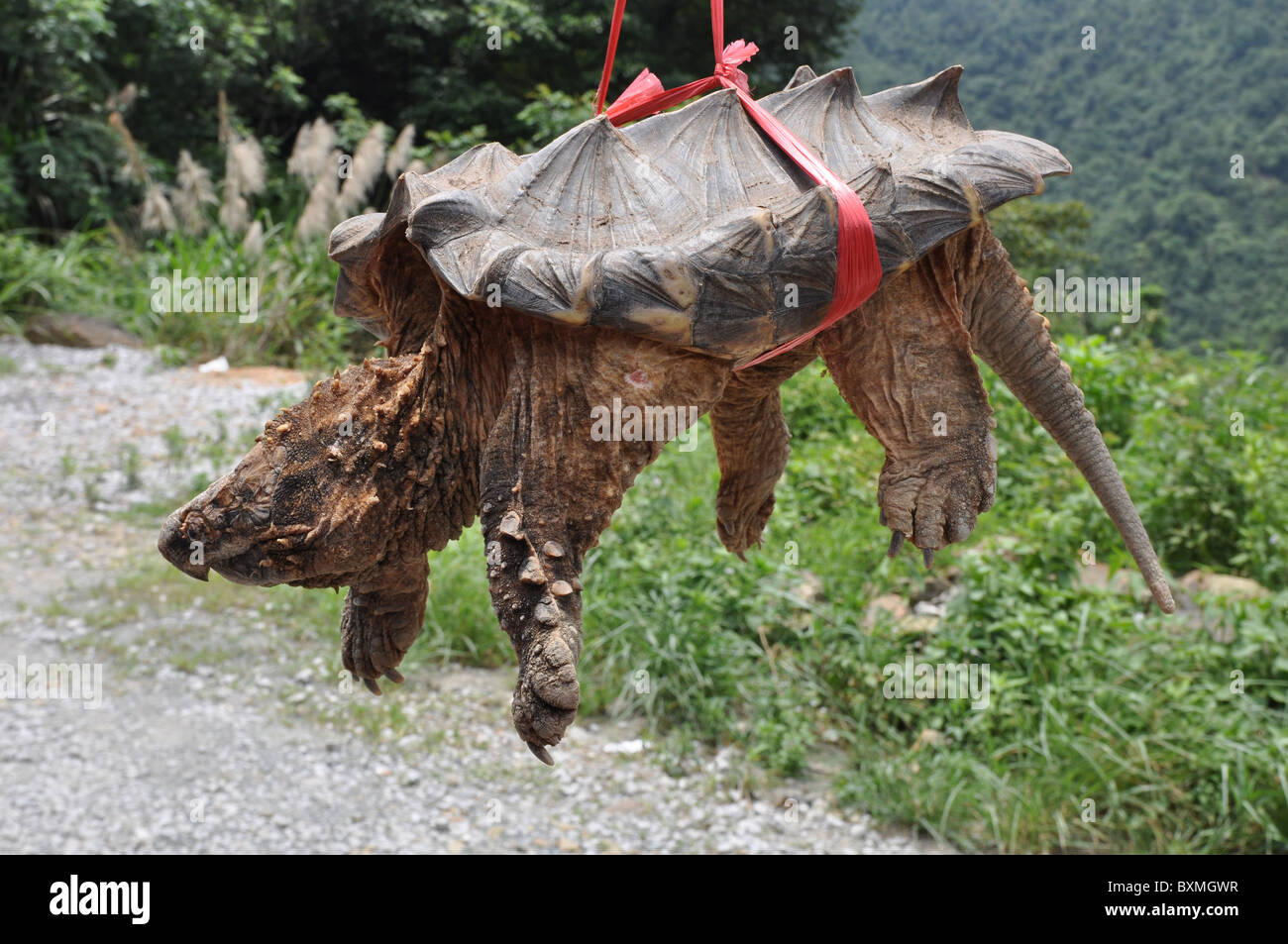 Catch of the day; a big turtle. Guilin area, Southern China Stock Photo ...