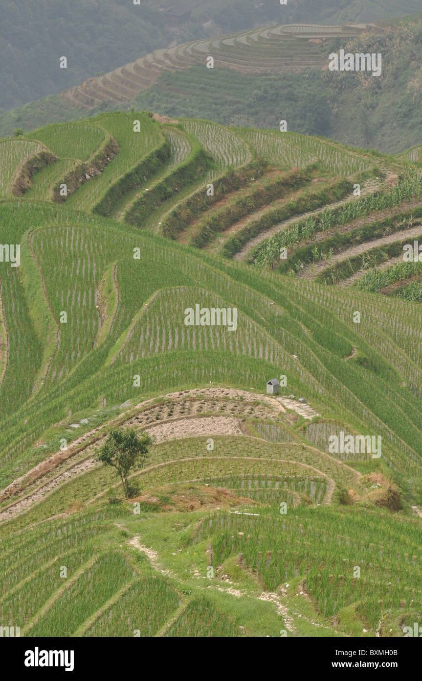 The spectacular Rice Terraces at Longji Titian, Guilin area, Southern ...