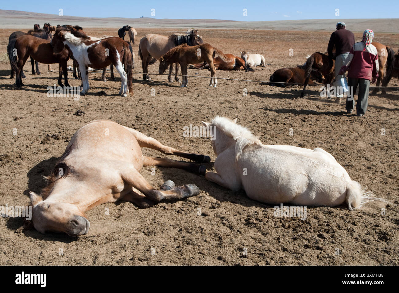 Nomad's Mares, Khongo Khan Uul Nature Reserve, Little Gobi, Mongolia ...