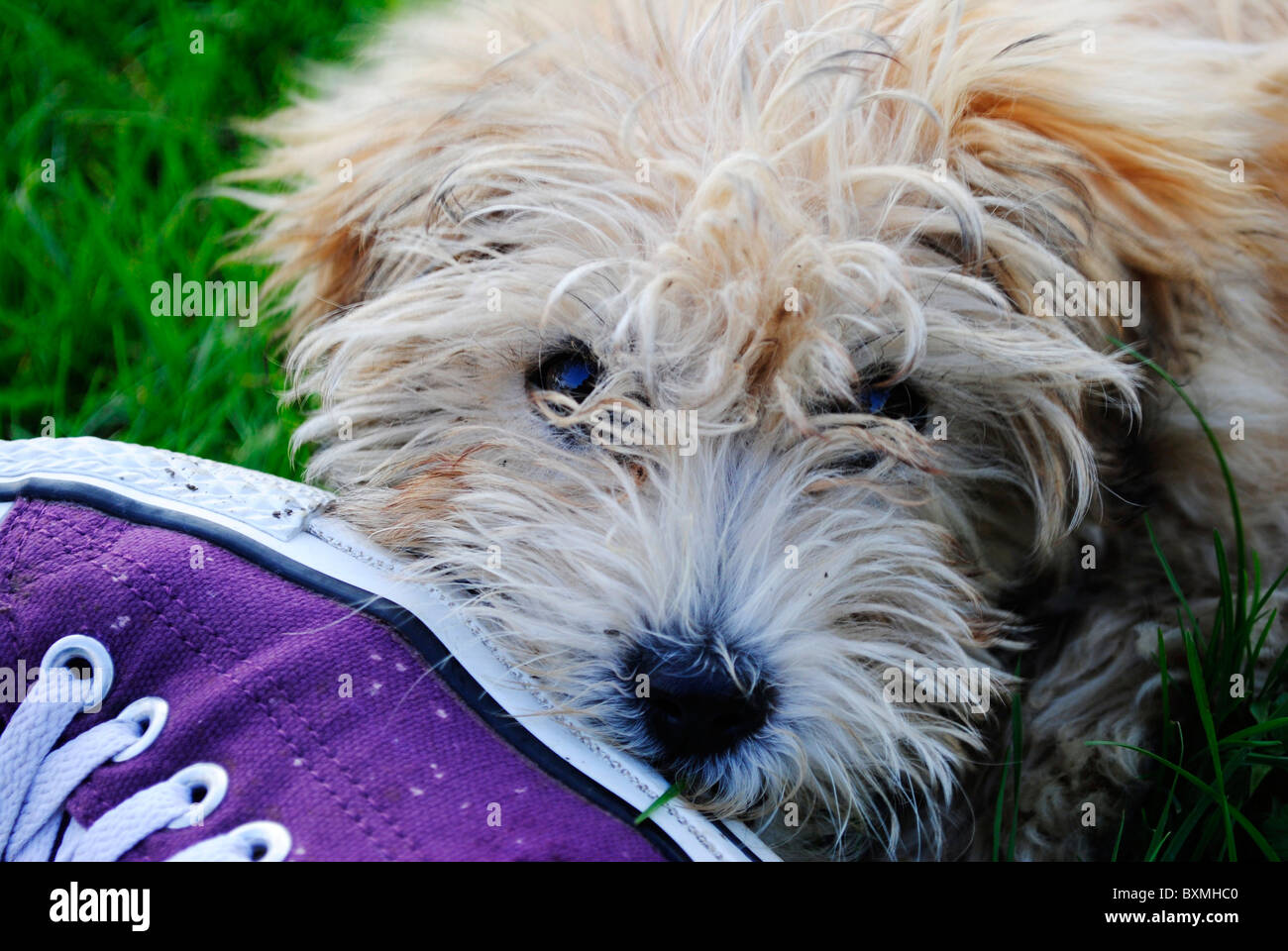 Puppy eating shoe Stock Photo - Alamy