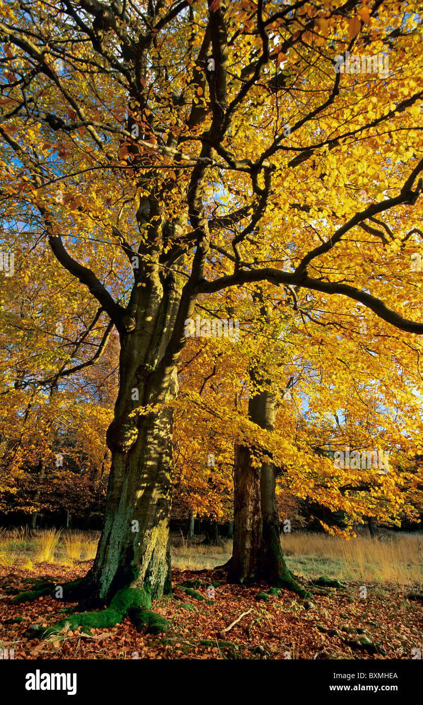 Beech trees (Fagus sylvatica) in autumn colours, Belgium Stock Photo ...