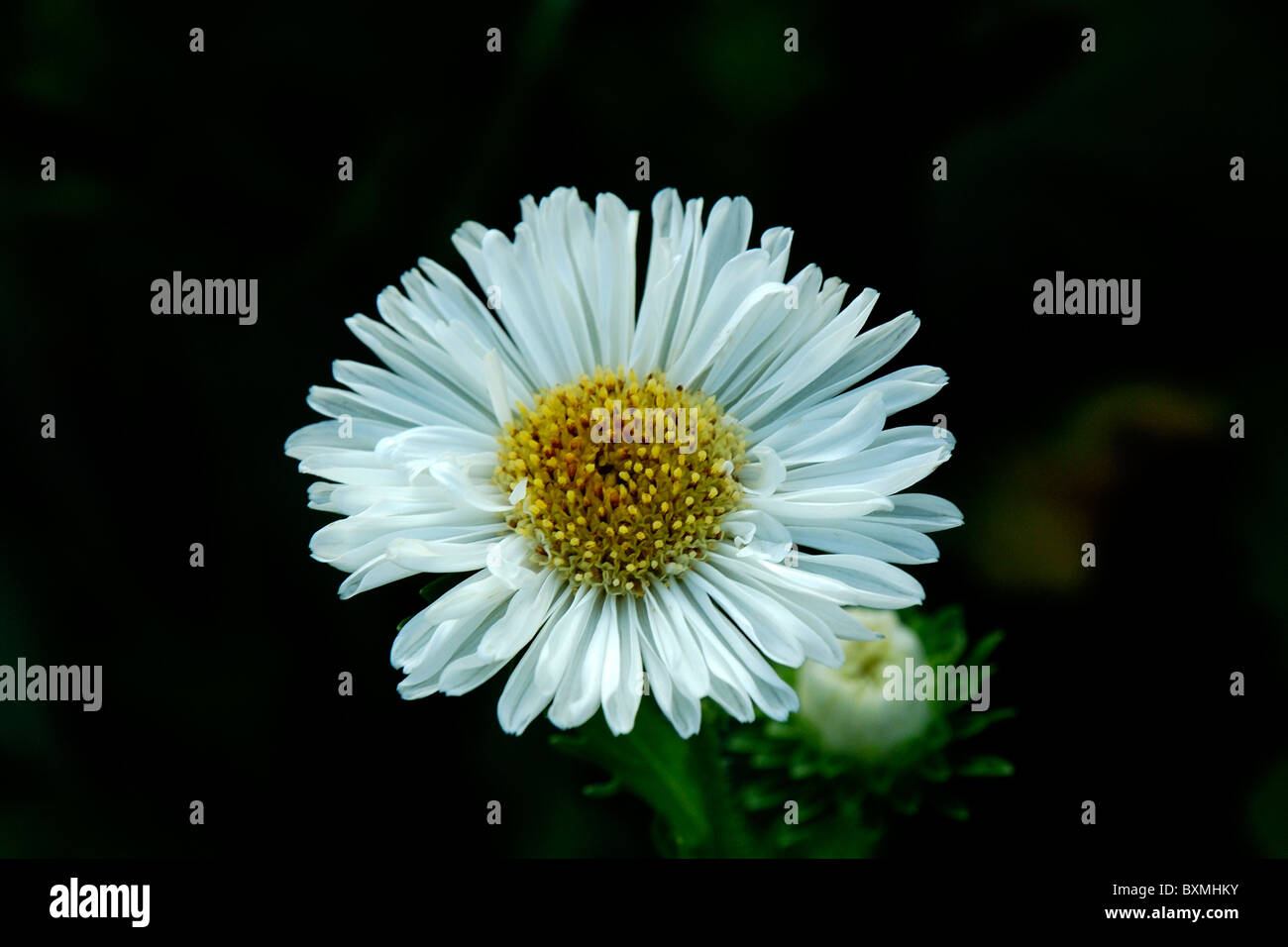 flolwers,flora and fauna,beautiful flower,flowers from garden,garden ...