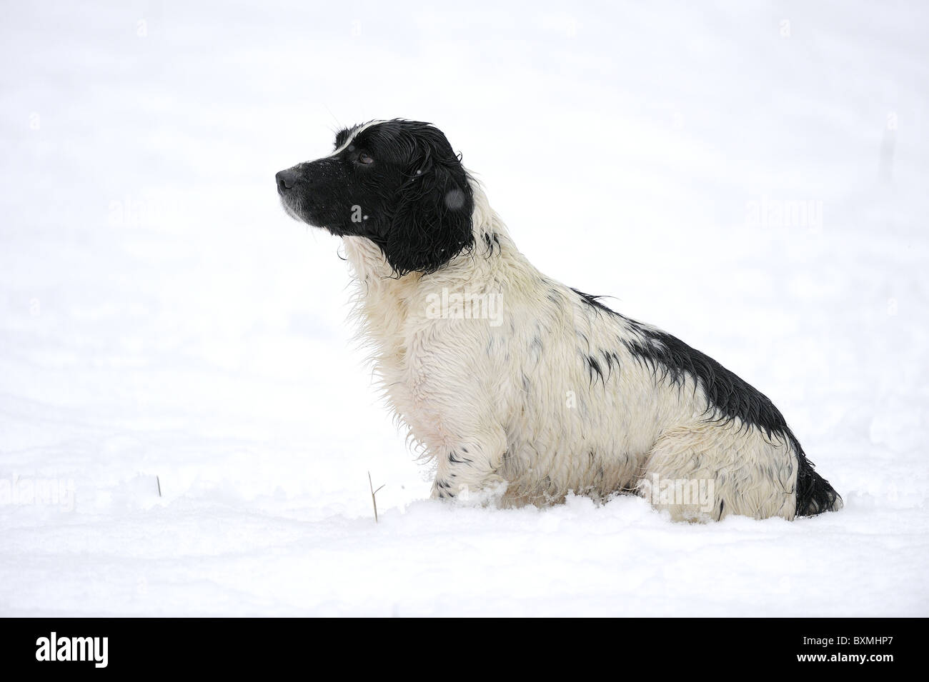 Black Springer Spaniel on a shoot day Stock Photo - Alamy
