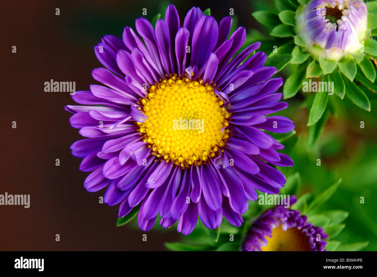 flolwers,flora and fauna,beautiful flower,flowers from garden,garden ...