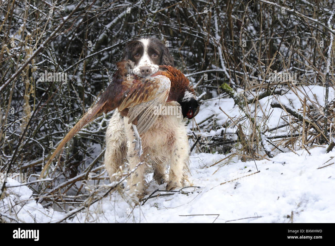 Springer Spaniel retrieving pheasant on a shoot day Stock Photo - Alamy