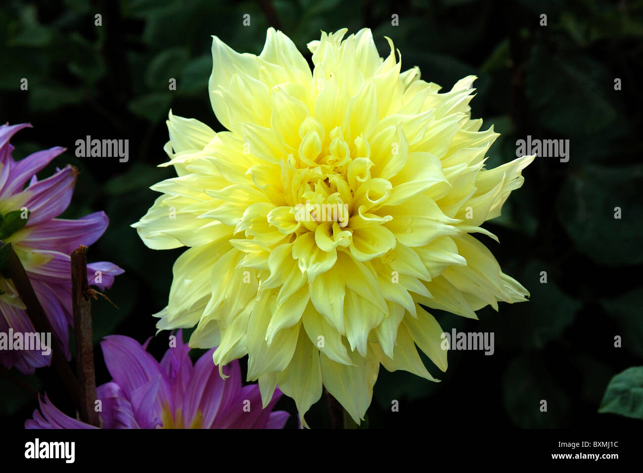 flolwers,flora and fauna,beautiful flower,flowers from garden,garden ...