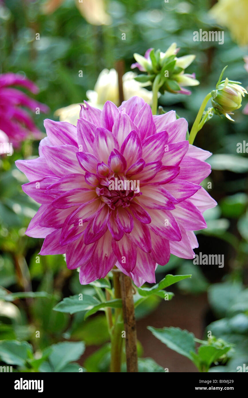 flolwers,flora and fauna,beautiful flower,flowers from garden,garden ...