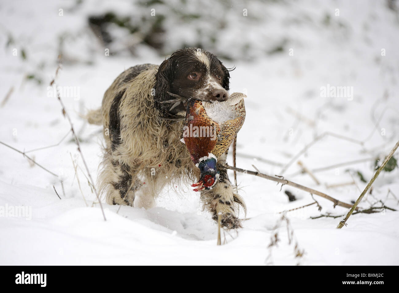 Spaniel carrying pheasant hi-res stock photography and images - Alamy