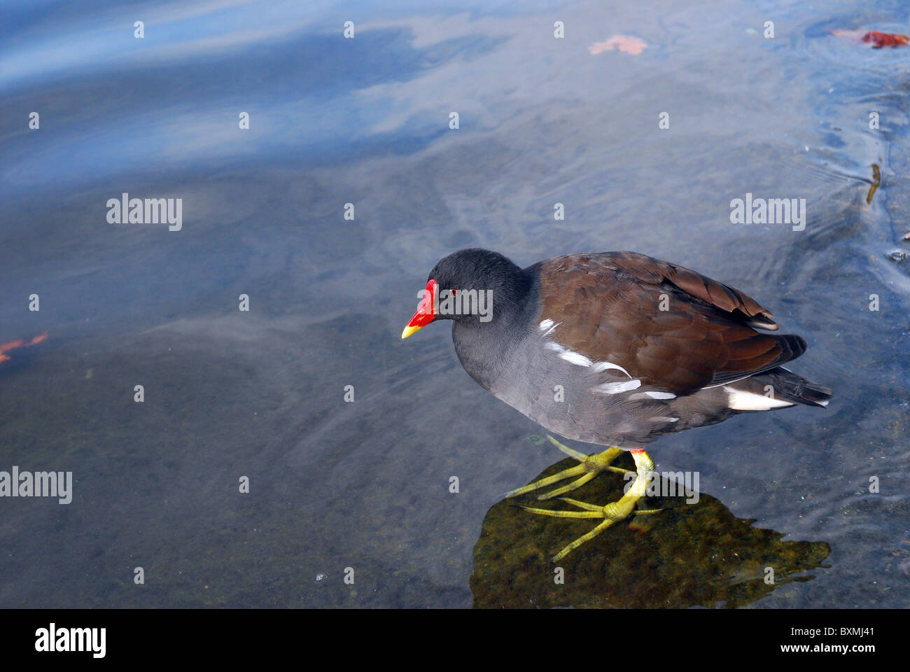 Moorhen city hi-res stock photography and images - Alamy