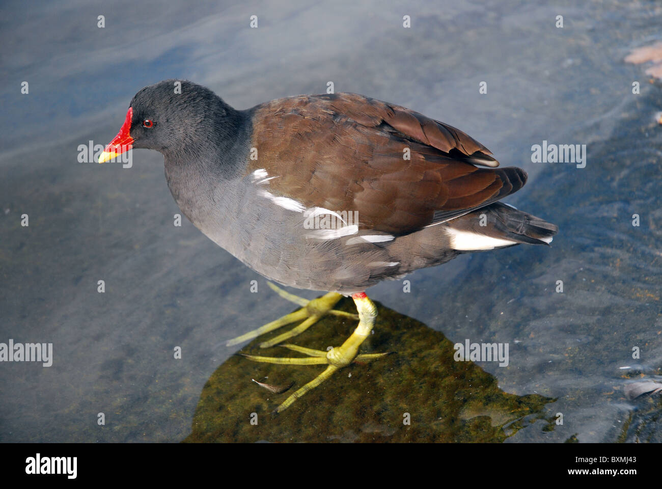 Moorhen uk hi-res stock photography and images - Alamy