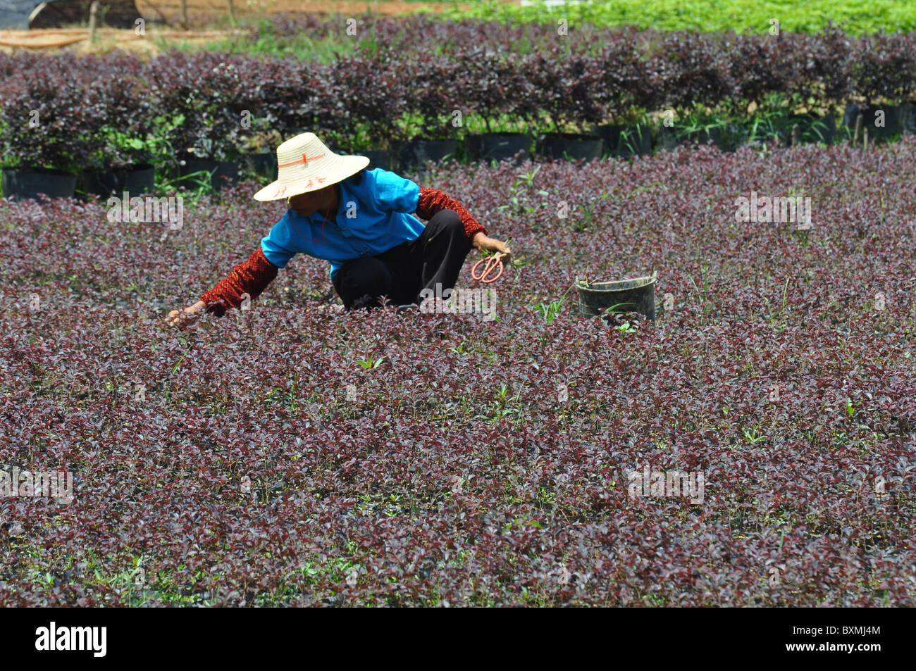 Person chinese hi-res stock photography and images - Alamy