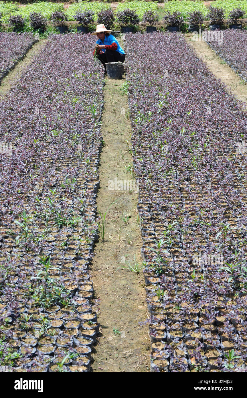 Chinese person weeding the fields in the Guilin area, Southern China ...