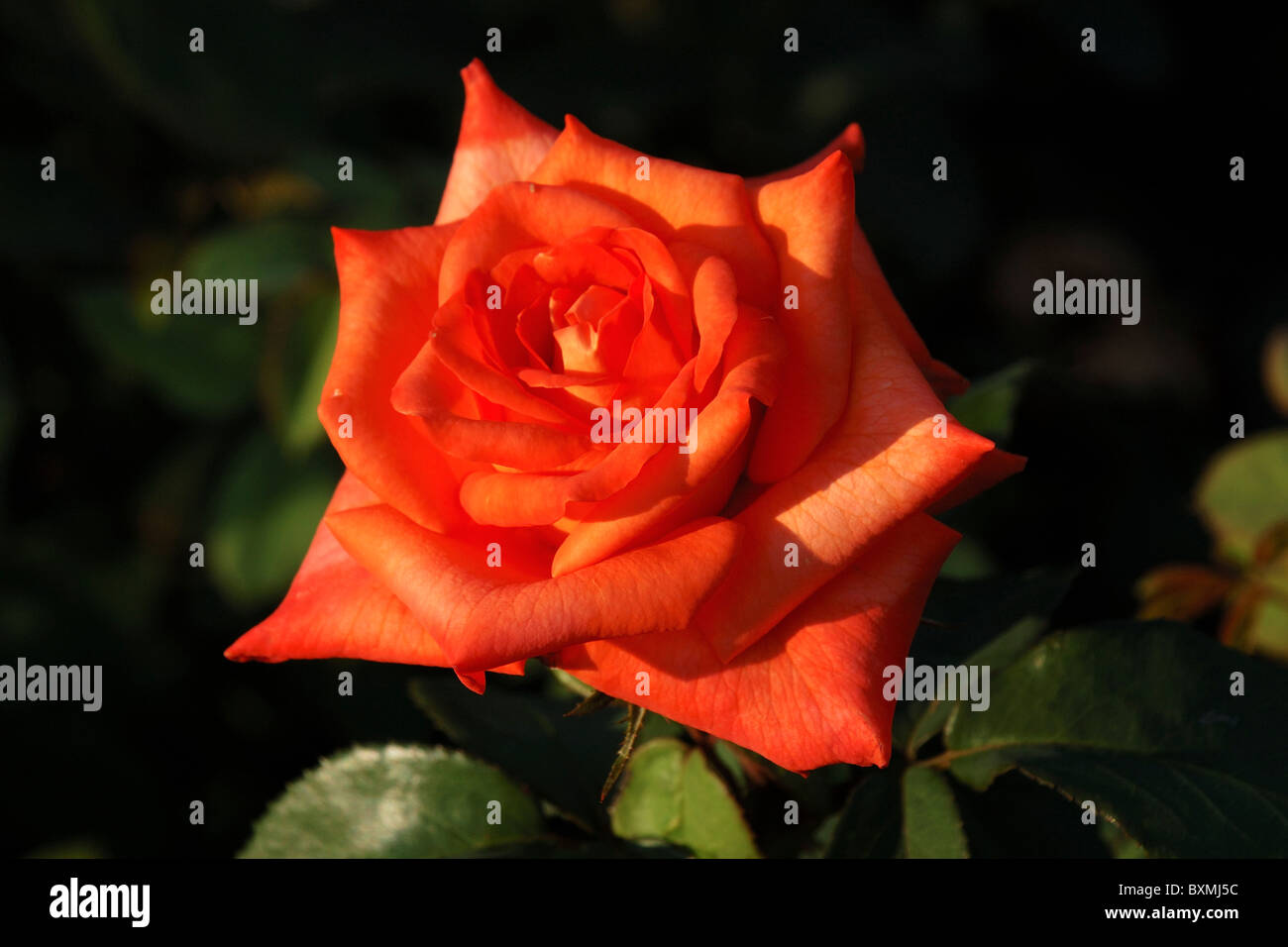 flolwers,flora and fauna,beautiful flower,flowers from garden,garden ...