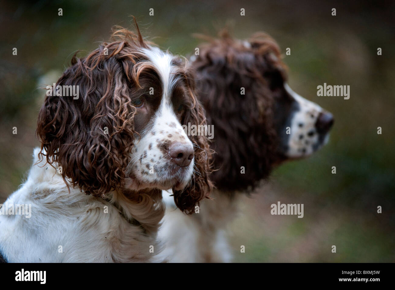 Springer group hi-res stock photography and images - Alamy