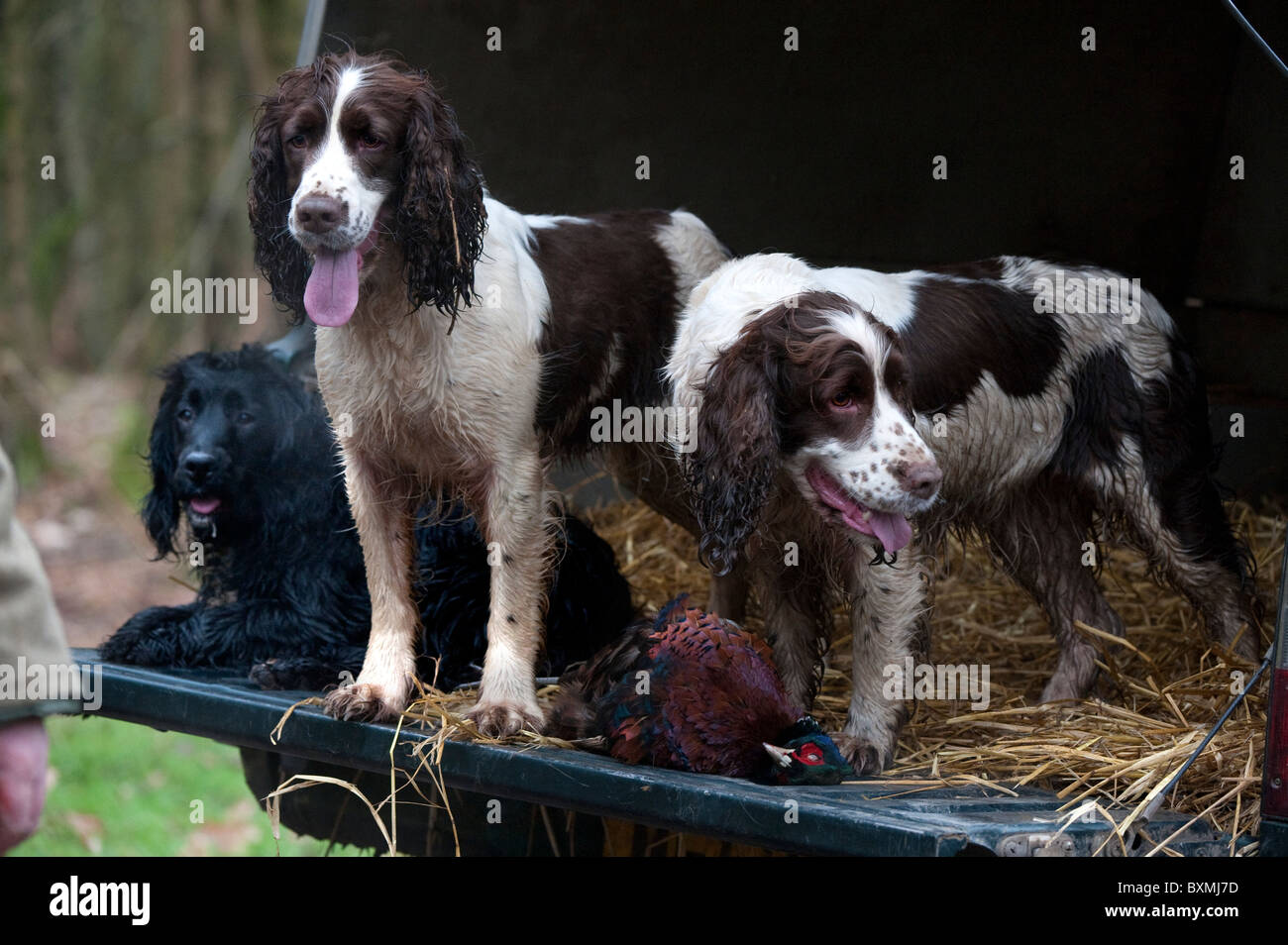 Springer Spaniel, Labrador, Cocker Spaniel in back of vehicle on a ...
