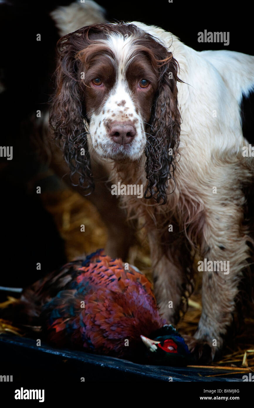 Working cocker spaniels hi-res stock photography and images - Alamy