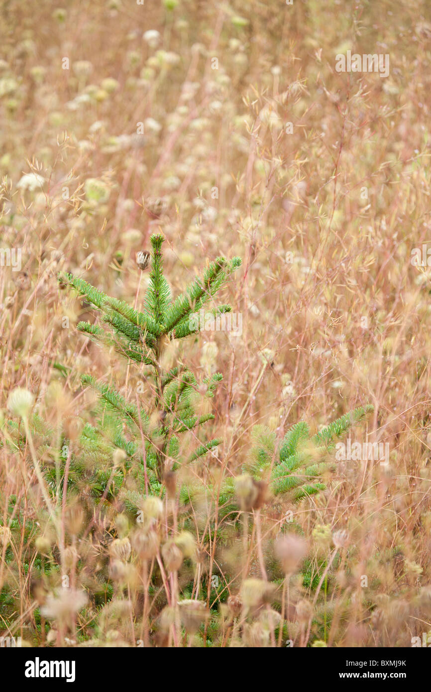 USA; Oregon; Alsea River; young Douglas fir tree in field Stock Photo ...