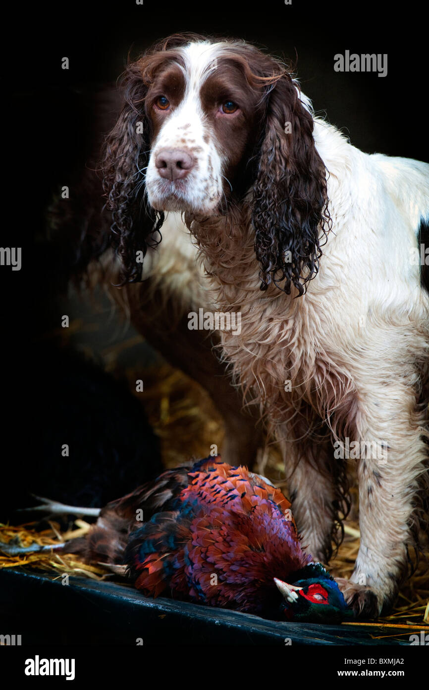 Working cocker spaniels hi-res stock photography and images - Alamy