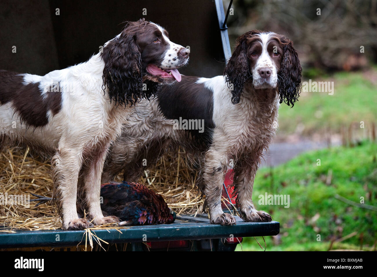 Springer Spaniel, Labrador, Cocker Spaniel in back of vehicle on a ...