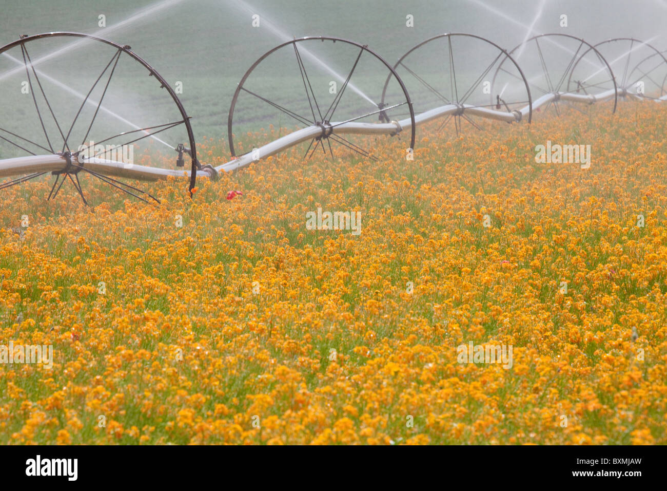 USA; Oregon; Silverton; Field of Siberian Wallflower; irrigation Stock ...