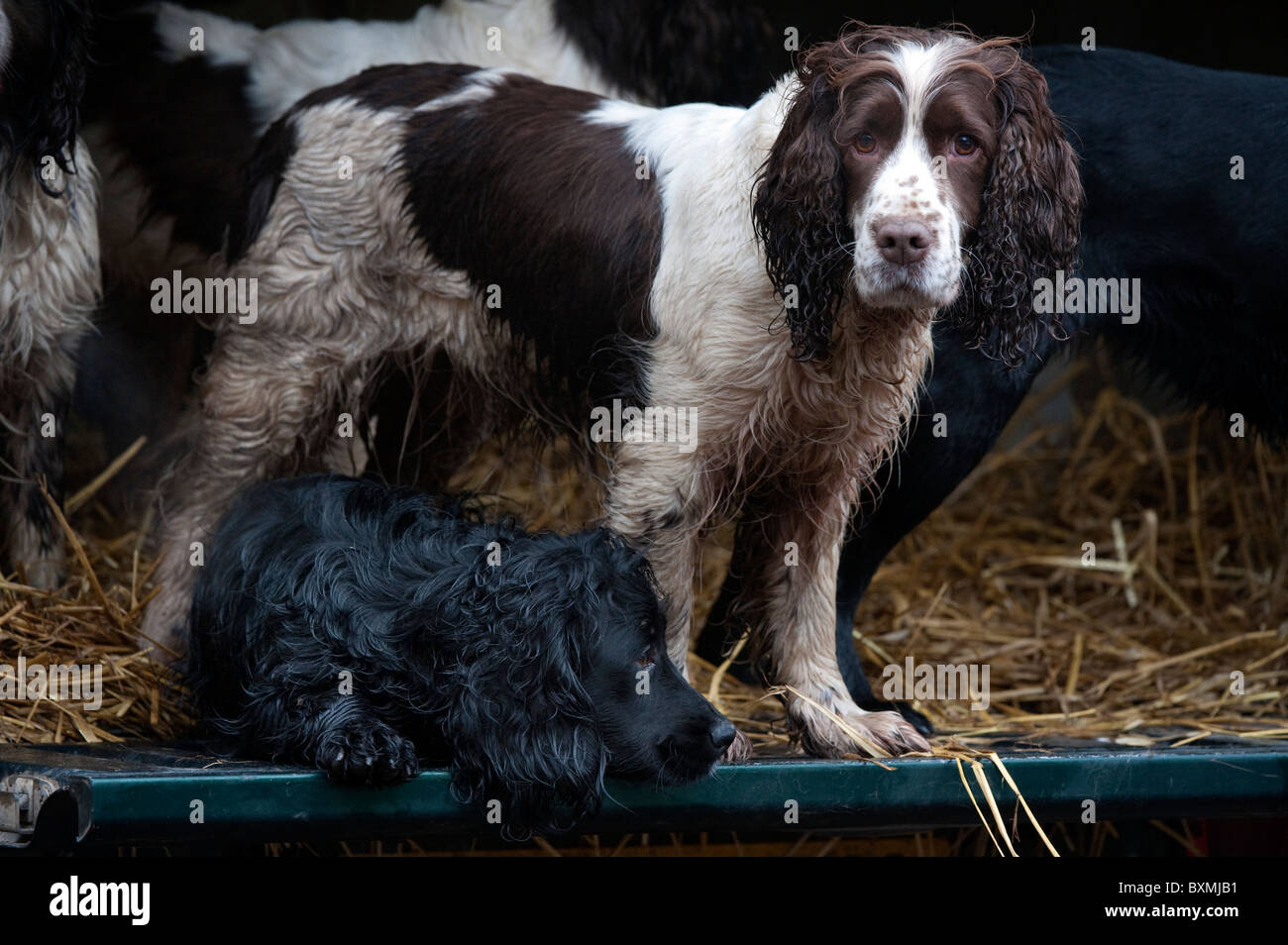 Working cocker spaniels hi-res stock photography and images - Alamy