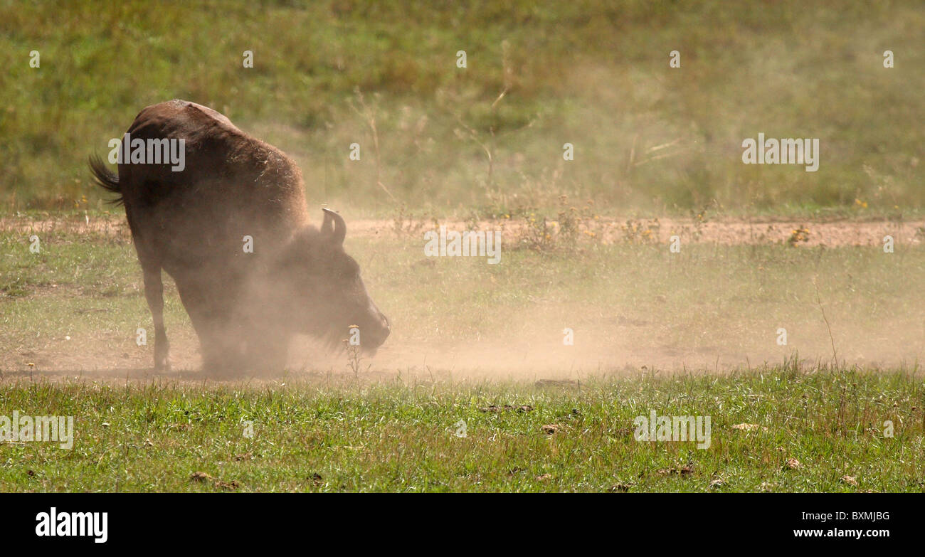 A Bison rolling up waves of dust Stock Photo - Alamy
